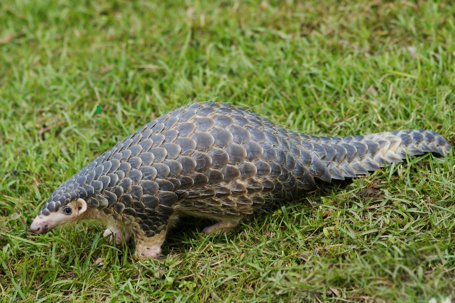 Awas, 10 Binatang Ini Dilindungi!