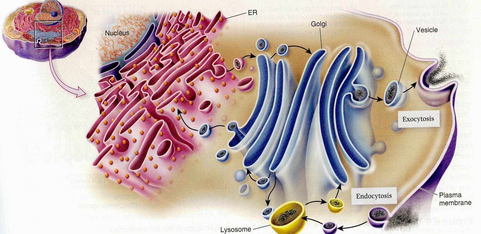 Digestão intracelular :: Biologia 10.ºano