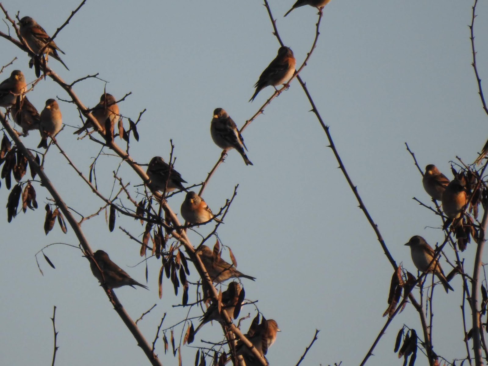 PASARI DIN ROMANIA: CINTEZA DE IARNA, Fringilla montifringilla