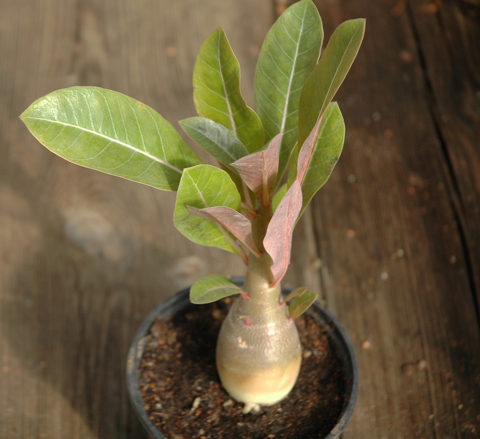 TIERRA SECA .Tienda online. : flor del desierto