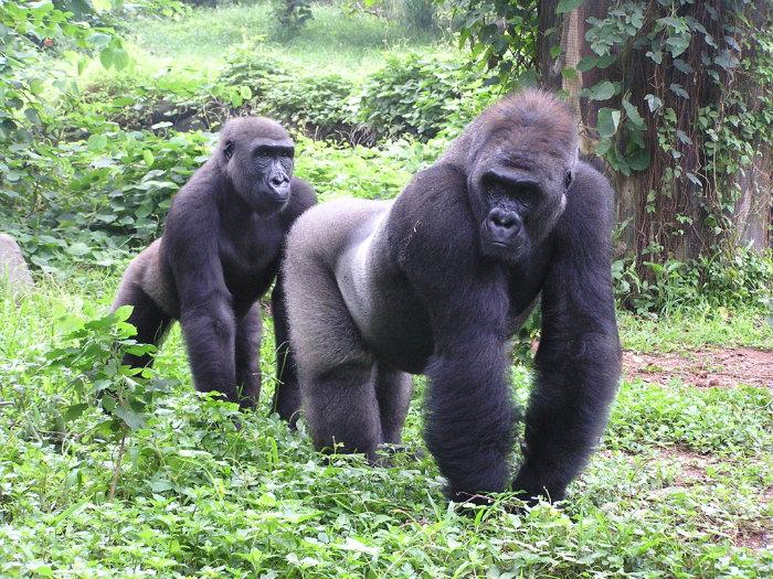 >> Taman Marga Satwa Ragunan Jakarta, Wisata Terbaik untuk Keluarga ...