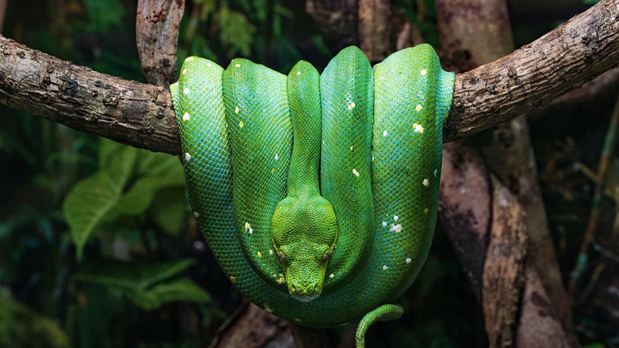 Green Snake Reptile Branch Tree green-snake-reptile-branch-tree