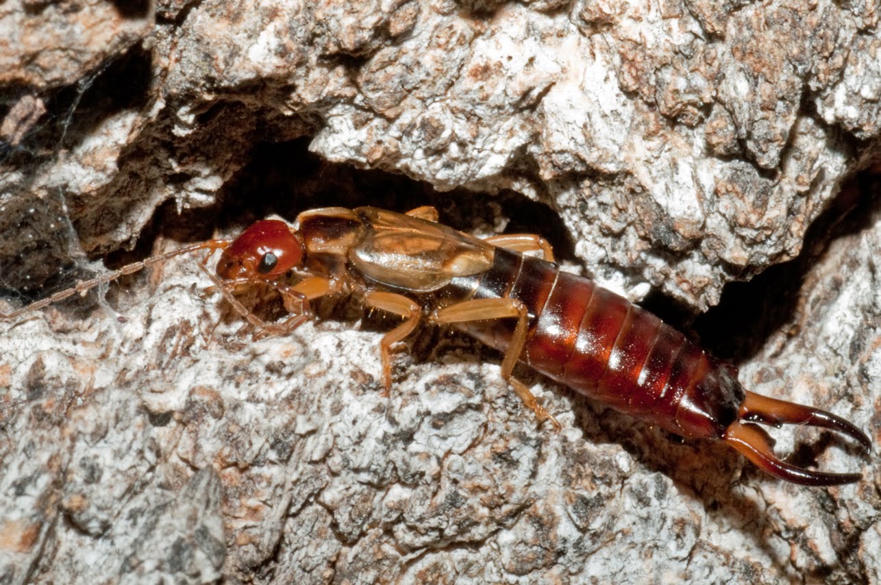 Bugs of Mackie: European Earwig - Forficula auricularia