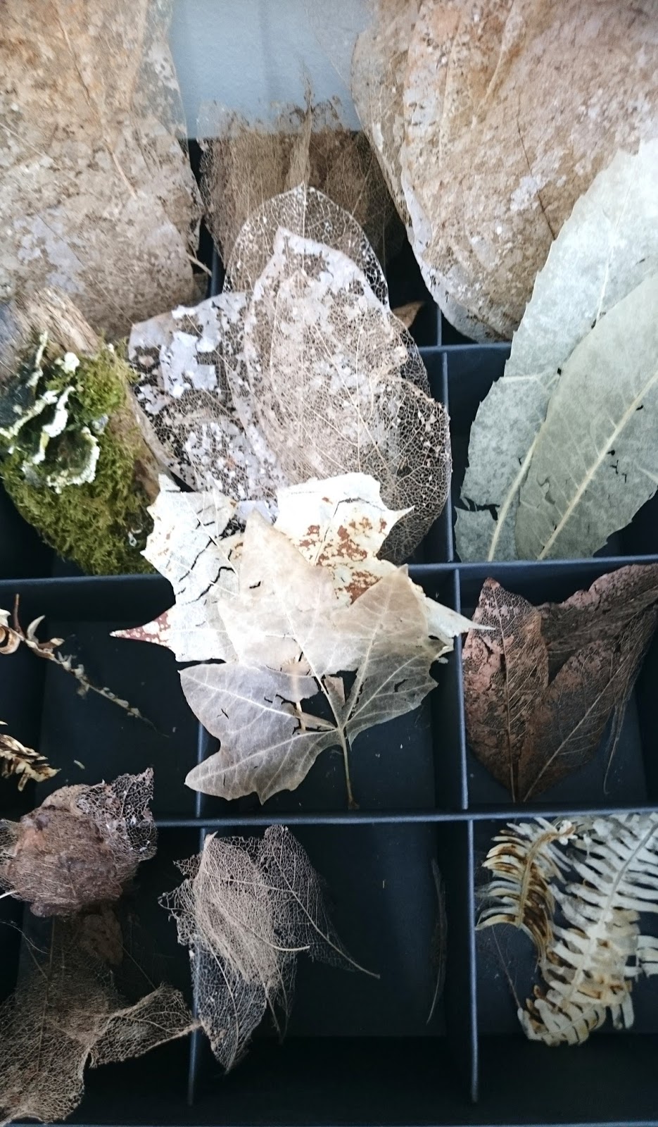 the art room plant: Shine Robert Christensen