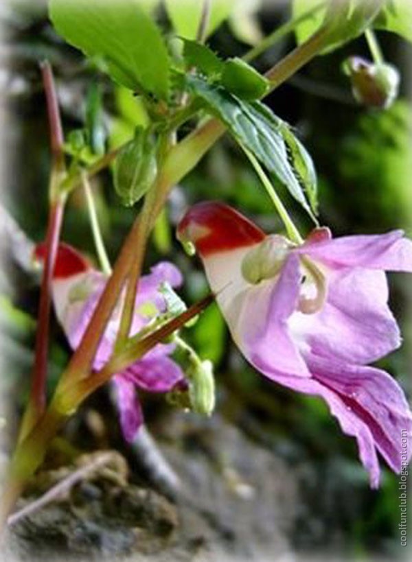 CoolFunClub: Parrot Flower