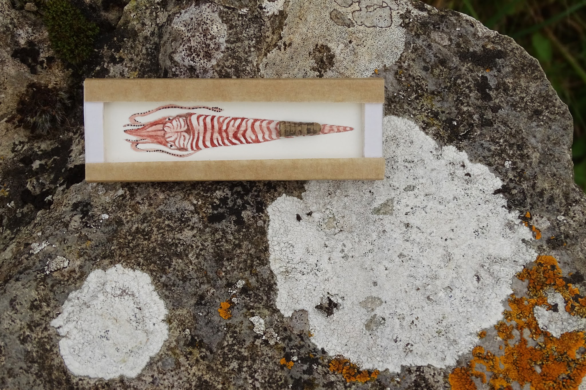 Microfossil Slides III : Watercolour Reconstruction Slides