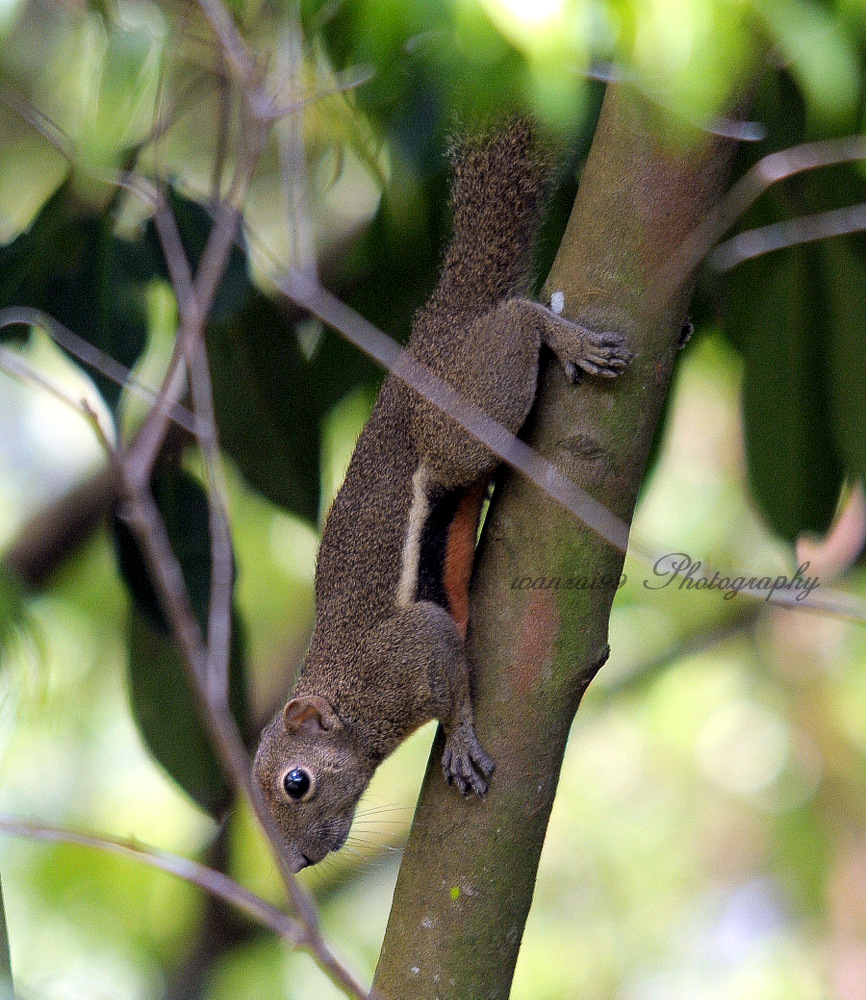 wanzai99 PHOTOGRAPHY: Tupai Pinang