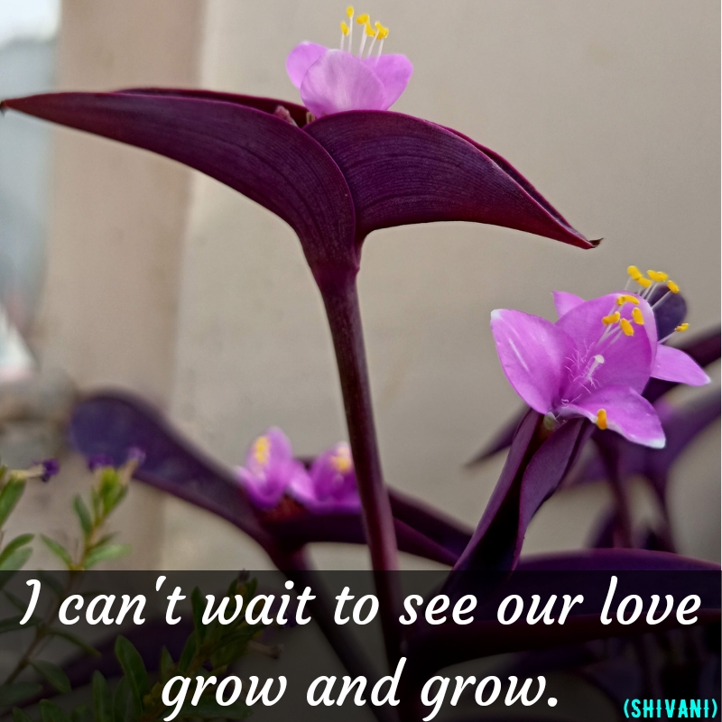 Best 30 Inspirational Flower Quotes With Beautiful Pictures-Quotes ...