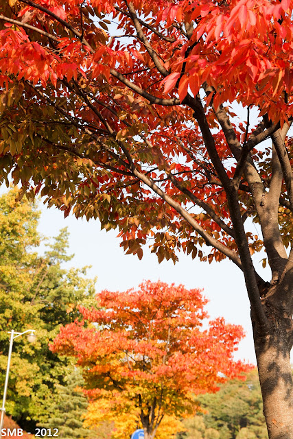 The Famous Dak galbi of Chuncheon and Nami Island Experience in Gangwon ...