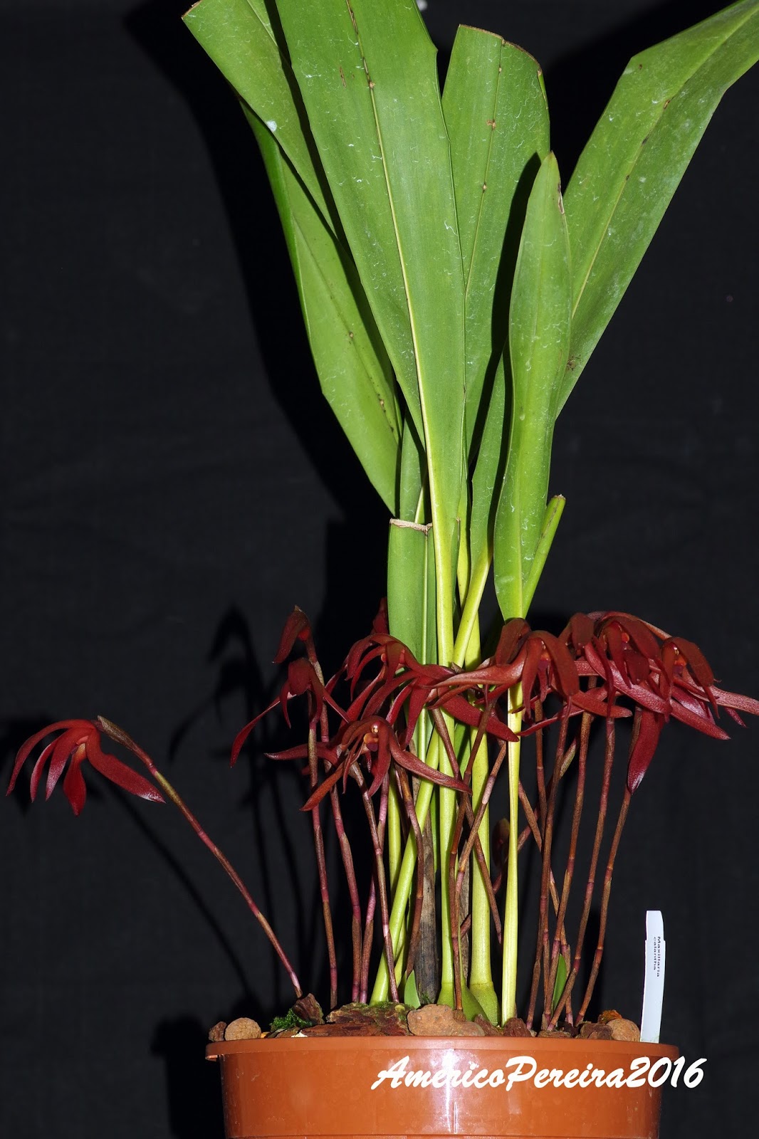 Orquídeas soltas: Maxillaria calantha