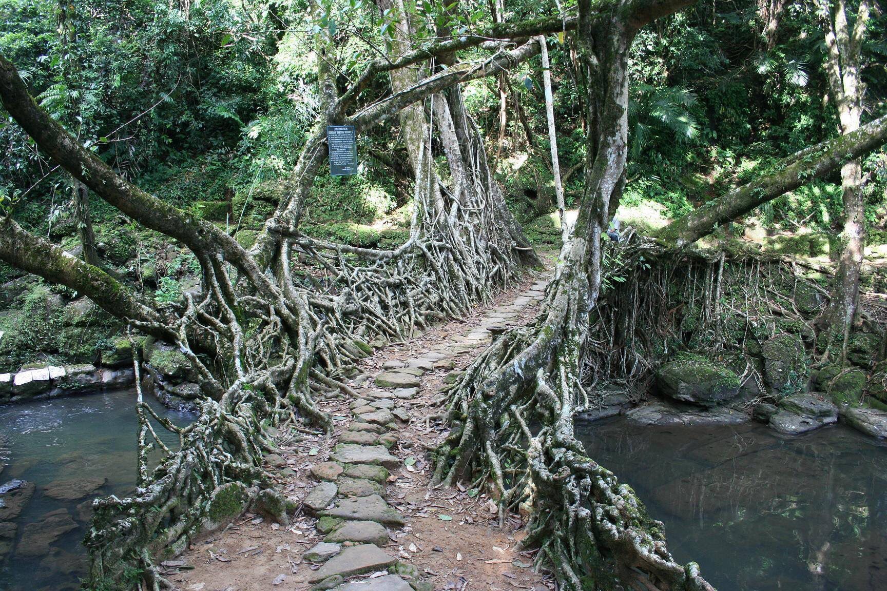 MadSnapper: Living Bridges on Nature Friday