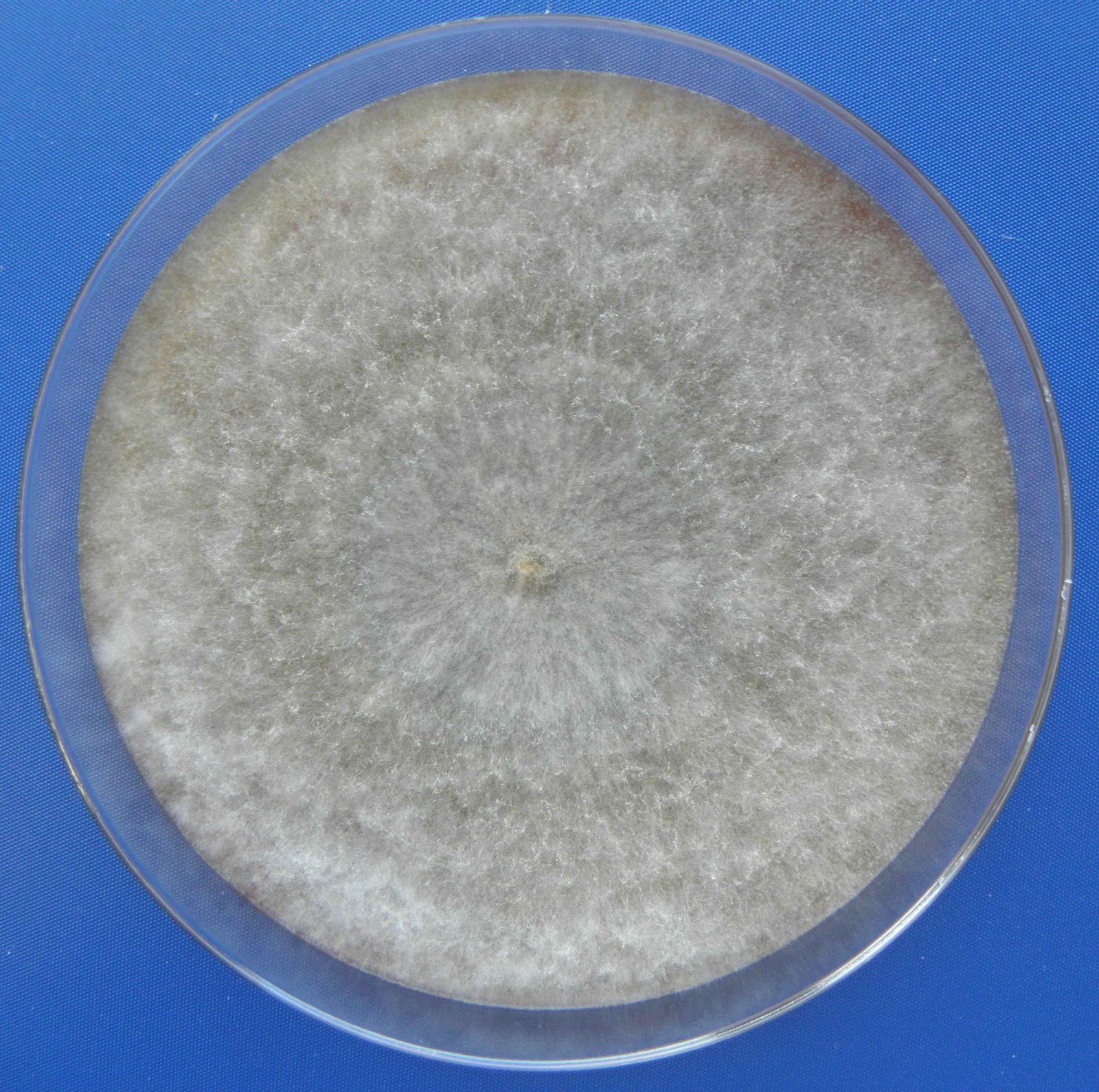 ATLAS MICOLOGIA: CHAETOMIUM SPECIES