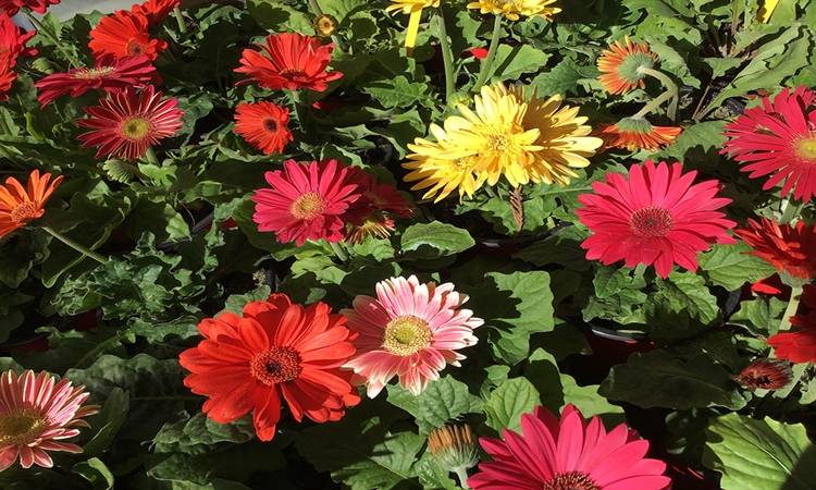 Las plantas: ¿Qué son las plantas?