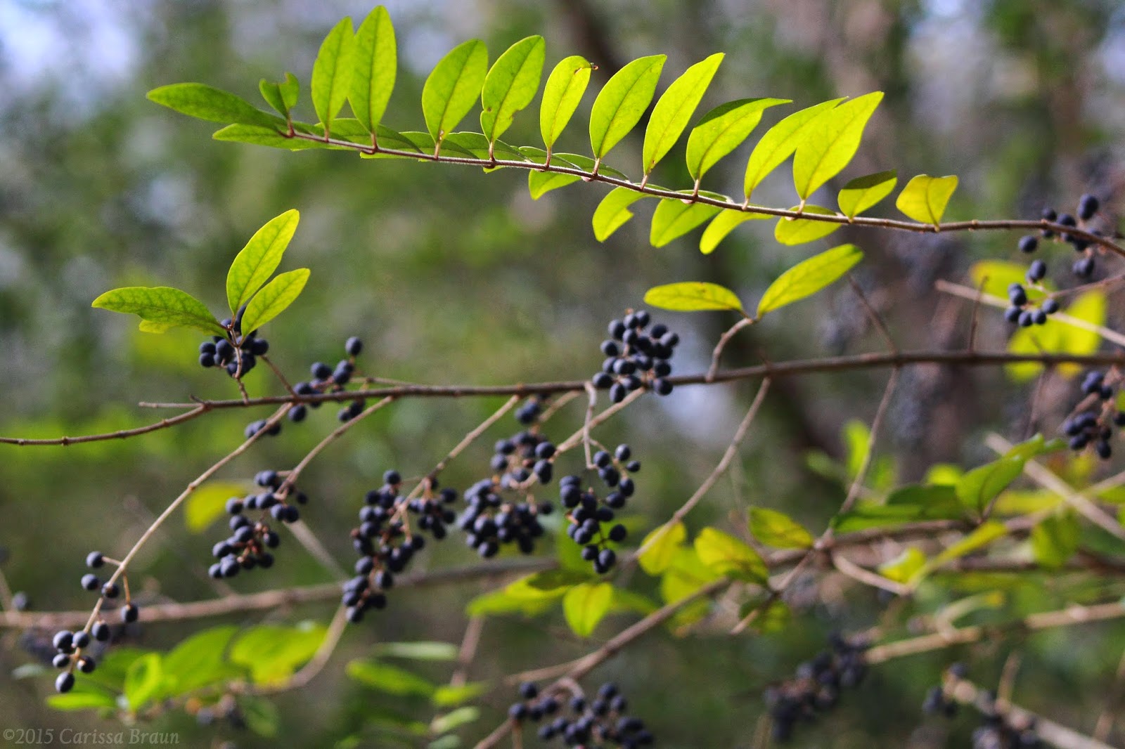 Nature Photography and Facts : Chinese Privet
