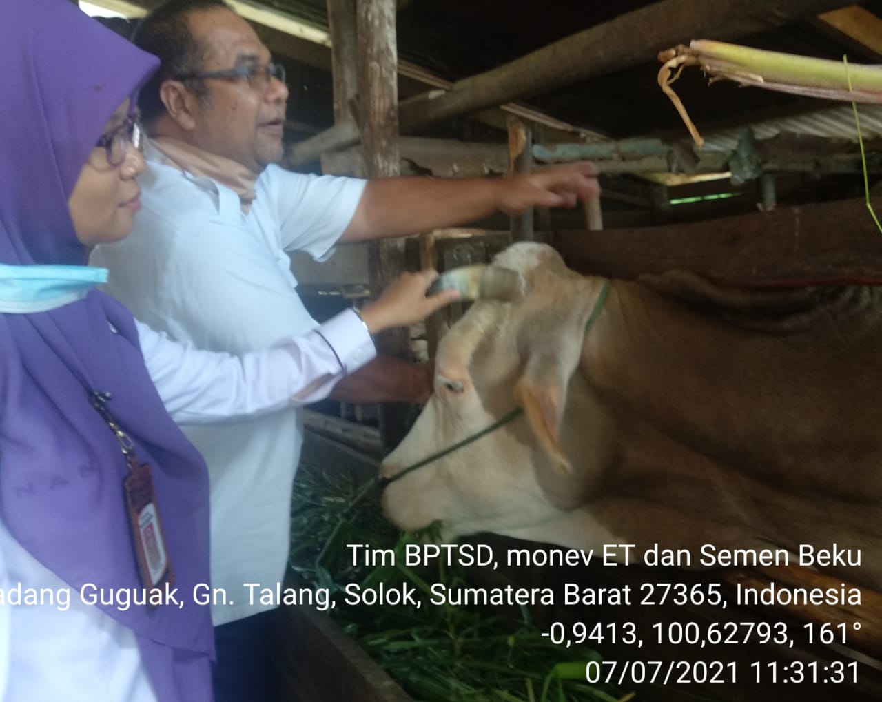 APLIKASI TEKNOLOGI TRANSFER EMBRIO (TE) TERNAK SAPI DI KABUPATEN SOLOK