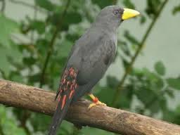 Perawatan burung rio rio agar cepat Gacor | JBBKICAU