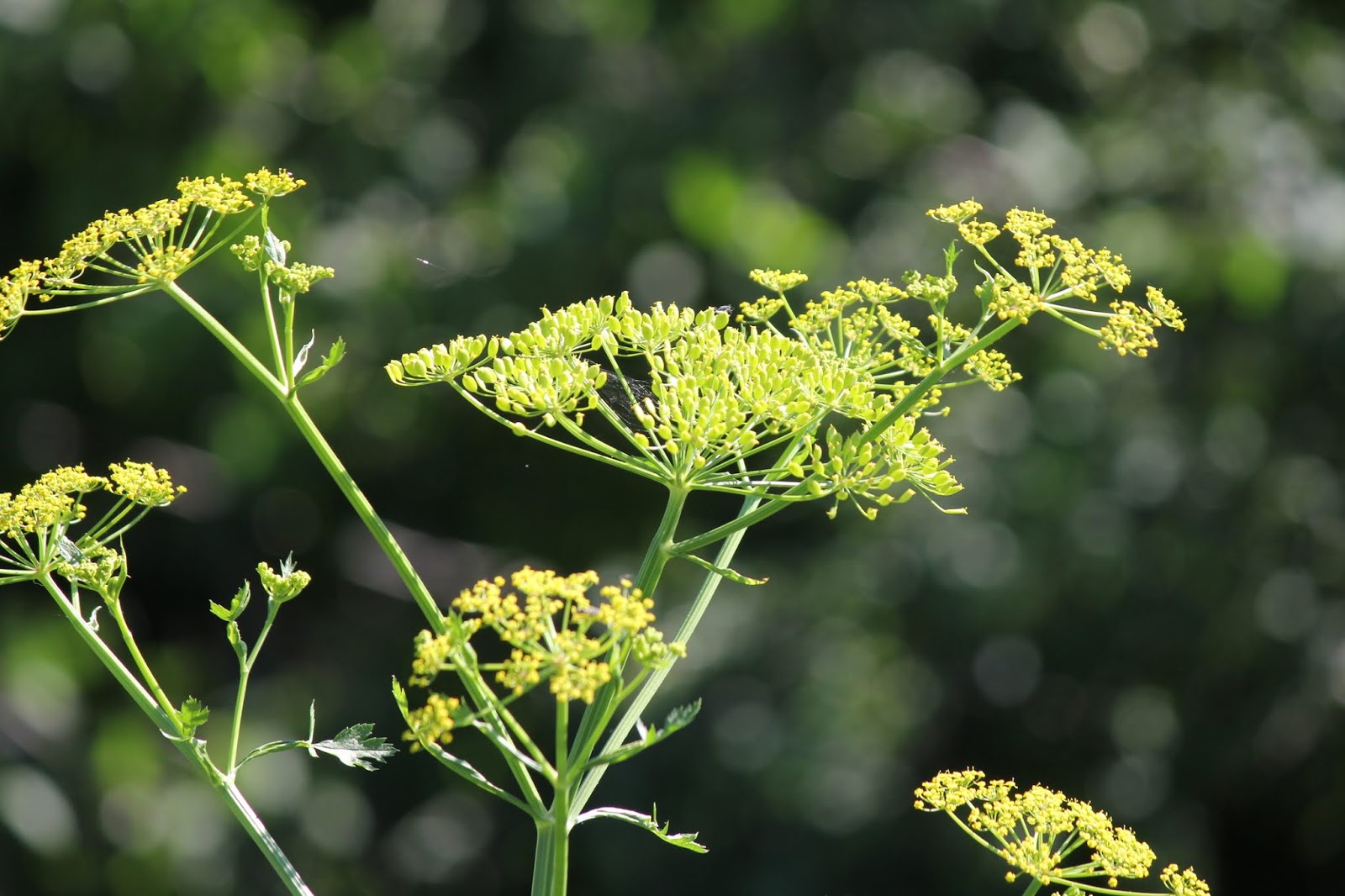 Equine Science Update: Wild parsnip may cause skin irritation