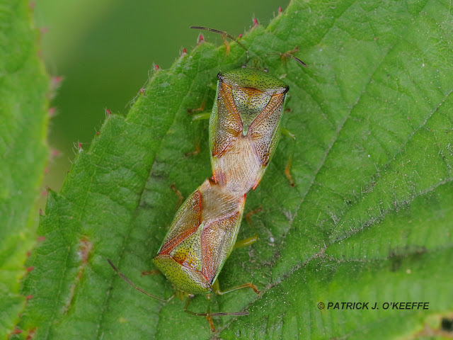 Raw Birds: BIRCH SHIELDBUG (Elasmostethus interstinctus) Lullymore West ...