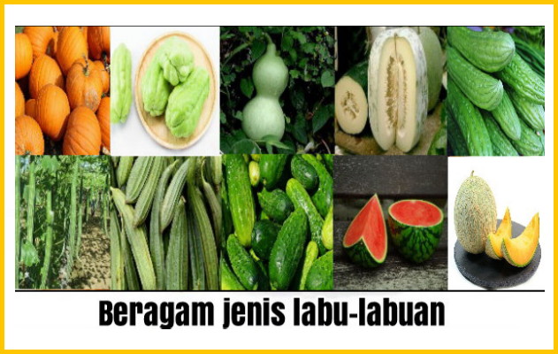 Mengenal Jenis-Jenis Labu di Sekitar Kita - Santos Blog