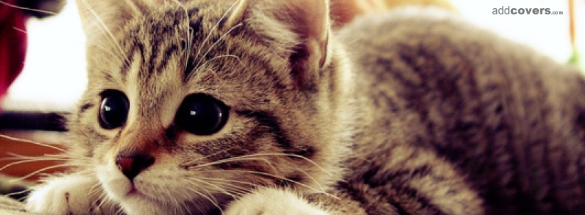 Animals facebook cover photos for nice - Cover Pics 24 | Facebook Cover ...
