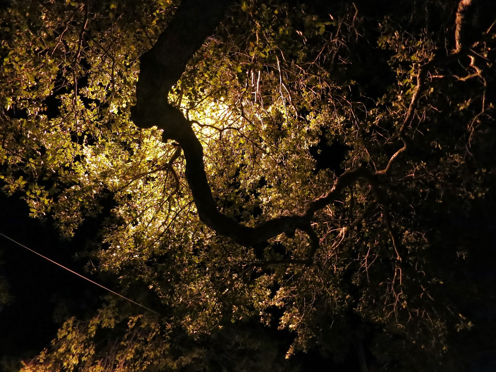 pieces of m: Tree-Lined Street At Night [PHOTOGRAPHY]