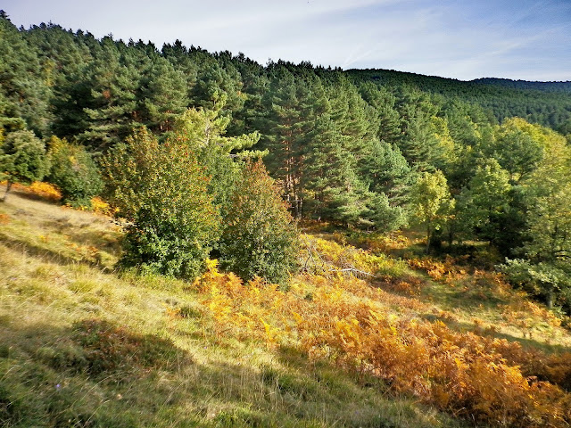 TRACKSRIOJA: Bosques de El Rasillo y Ortigosa de Cameros--BTT