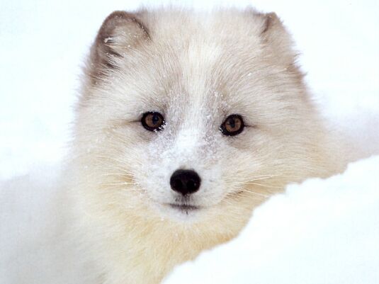 TİLKİ RESİMLERİ-Manzaralar