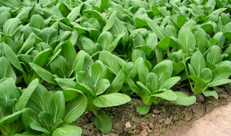 Cara Menanam Pakcoy/Pak Choi Yang Baik Dan Benar - Referensi Tani ...