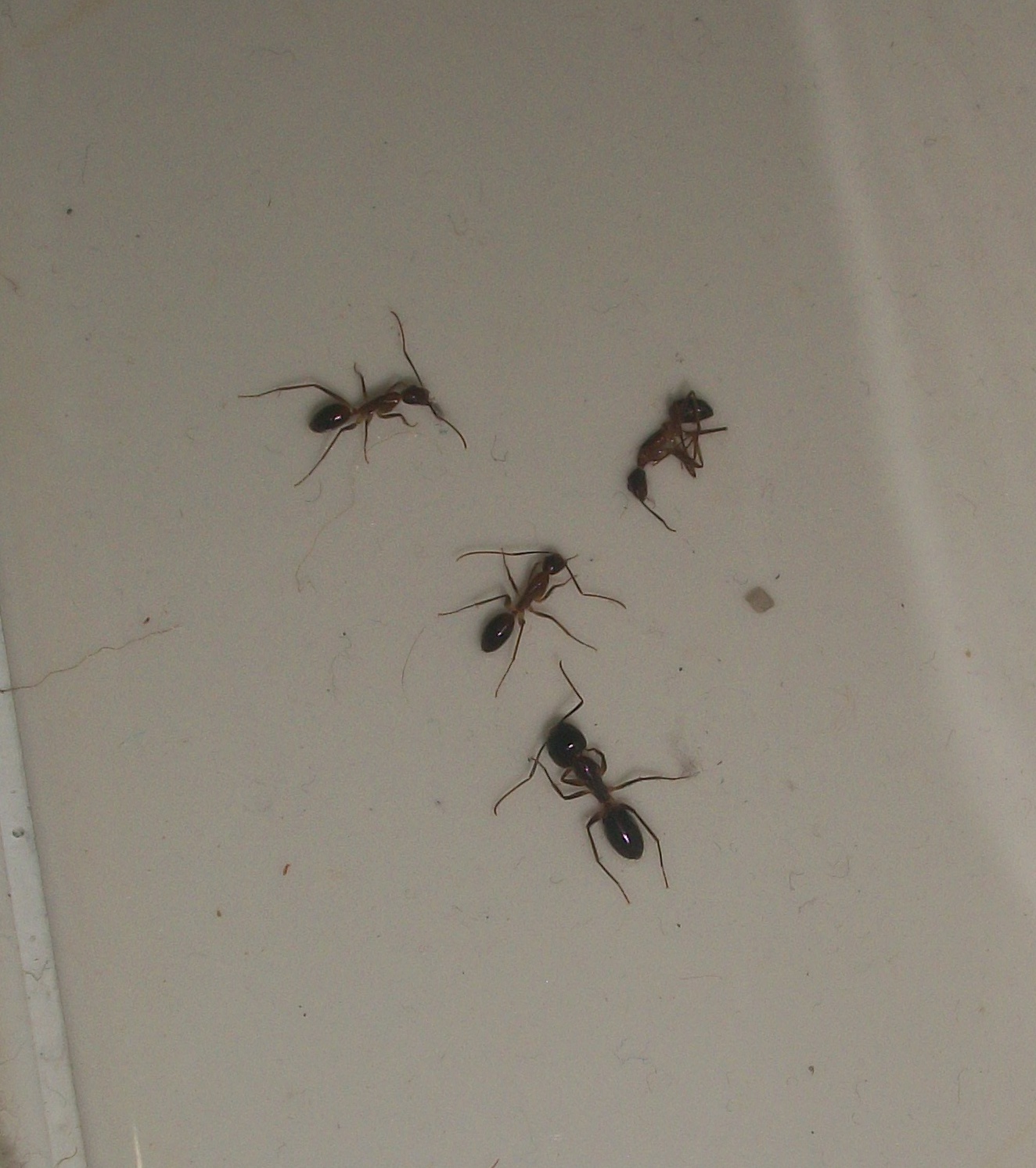 Pondok Rahmat: Seekor Semut Dan Seribu Rahsia