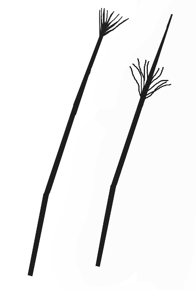 The Pterosaur Database