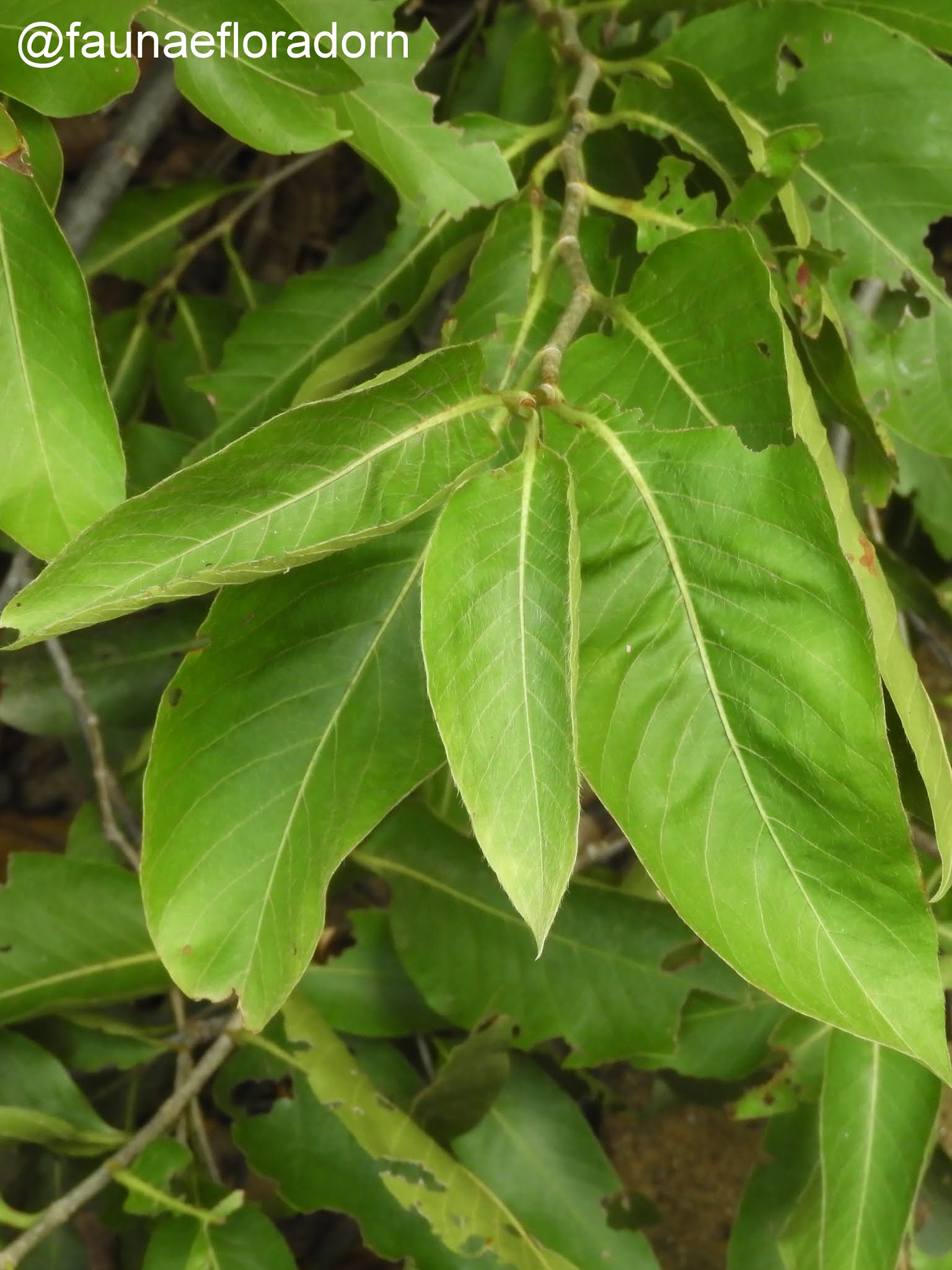 FAUNA E FLORA DO RN: Pajeú Triplaris gardneriana Wedd., árvore ...