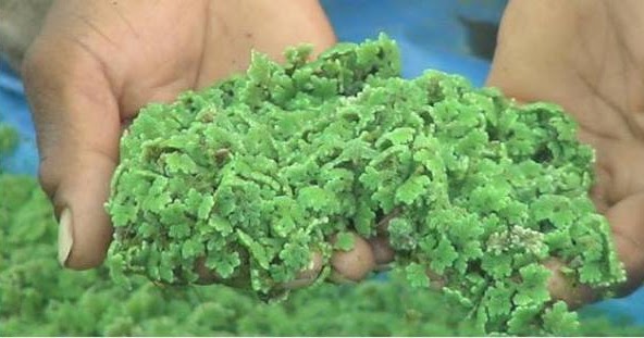 Azolla Farming Srilanka - (අසොලා සත්ව ආහාර): Buy Azola Seeds From Us in ...