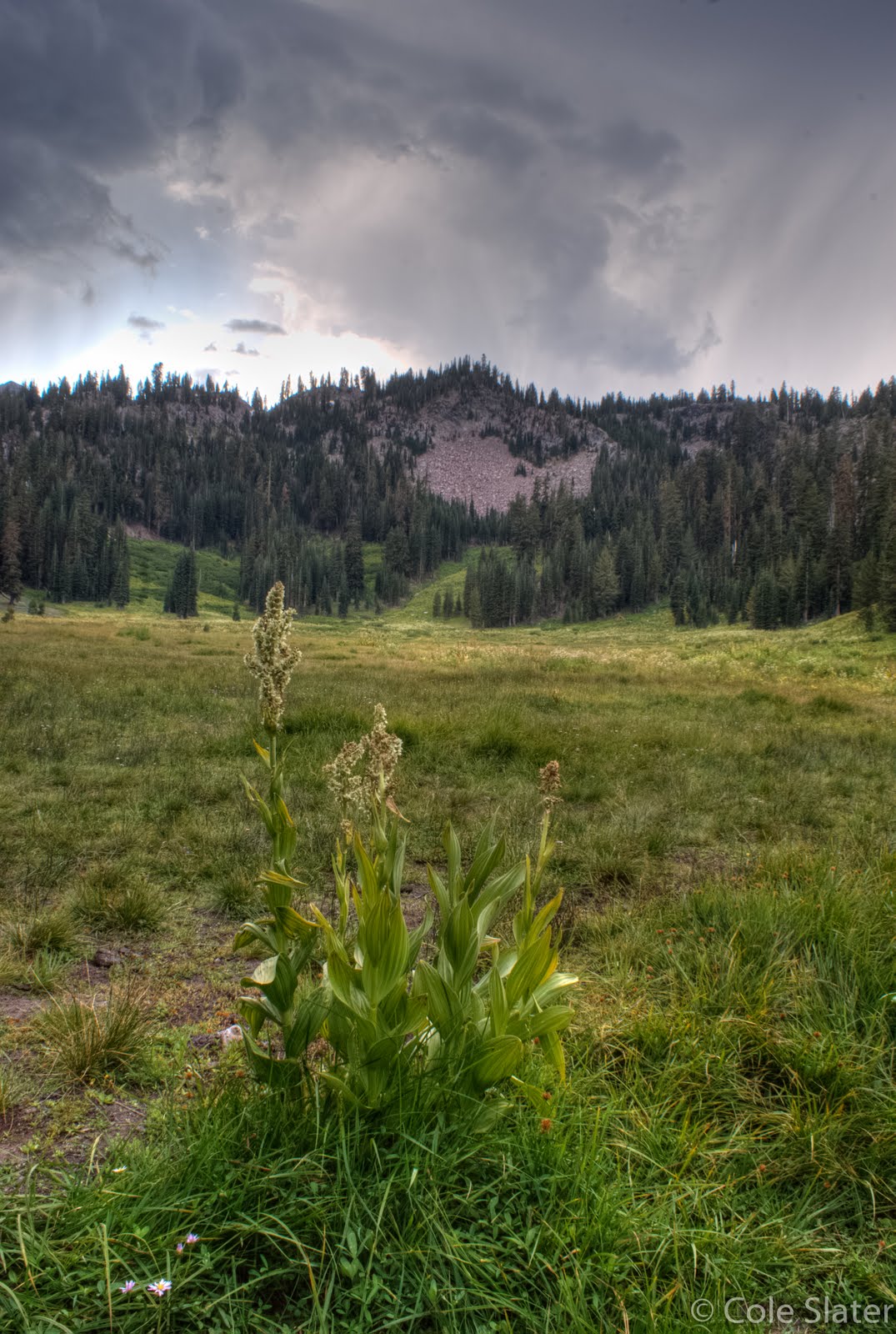 Cole's Trail Tales: Paradise Meadow Hike - Lassen National Park