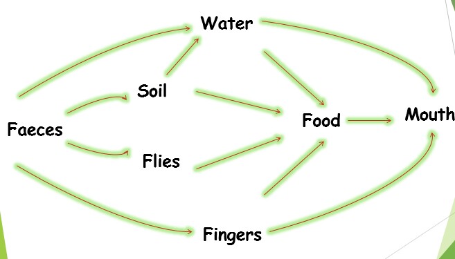 Faecal-Oral Diseases