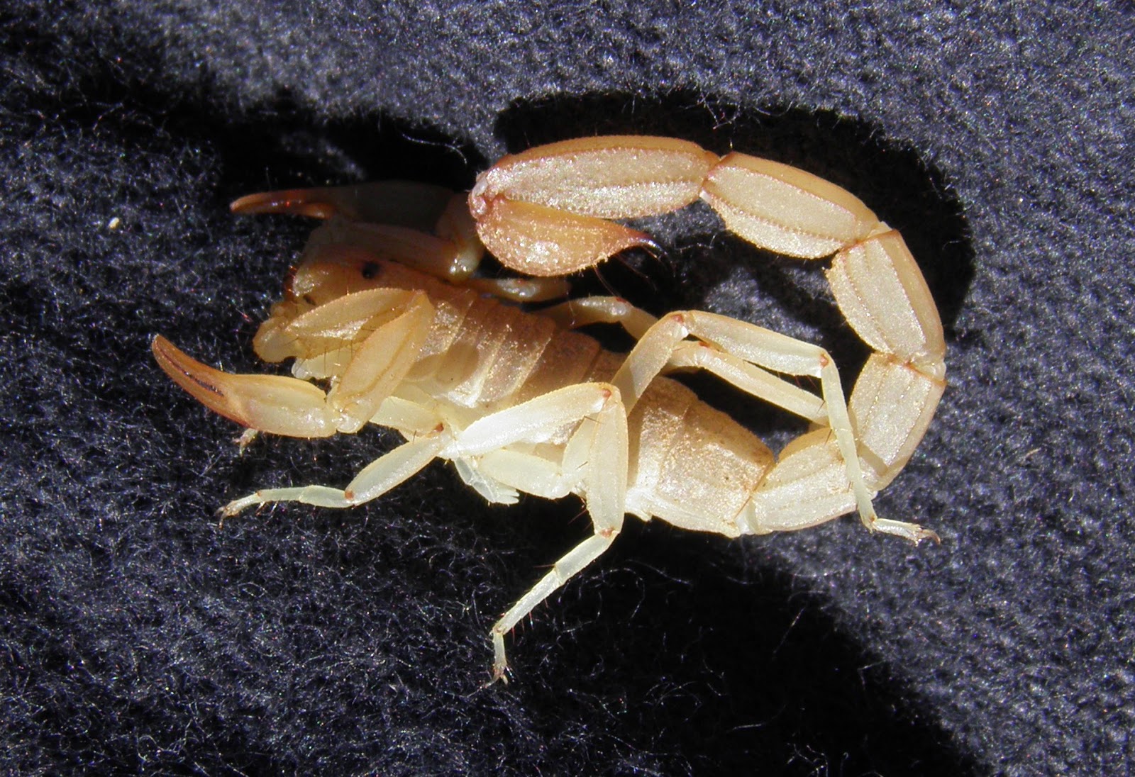 Arizona: Beetles, Bugs, Birds and more: Real time protocol of a ...