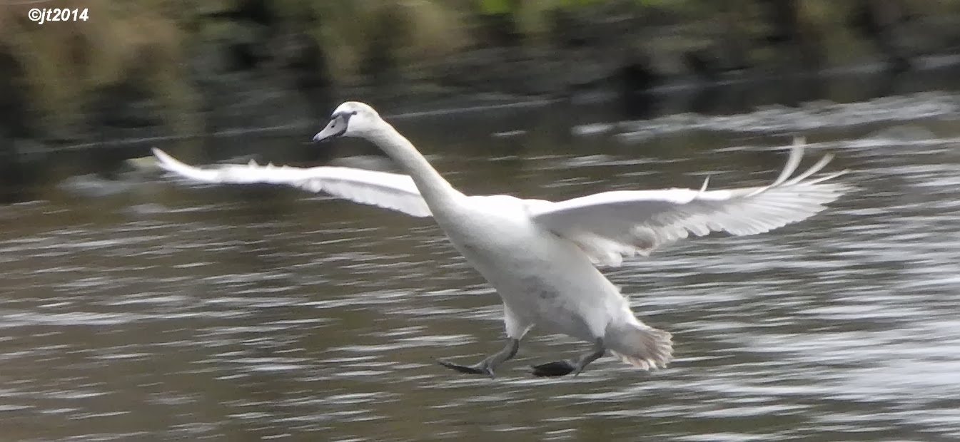 Simply Superb Swans: Flying Cygnets