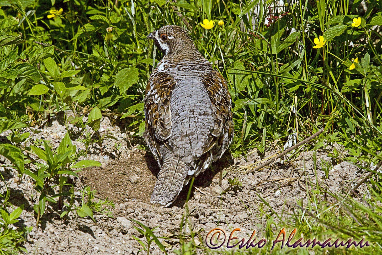 Eko-Kuvia: *PYY - PARI...*