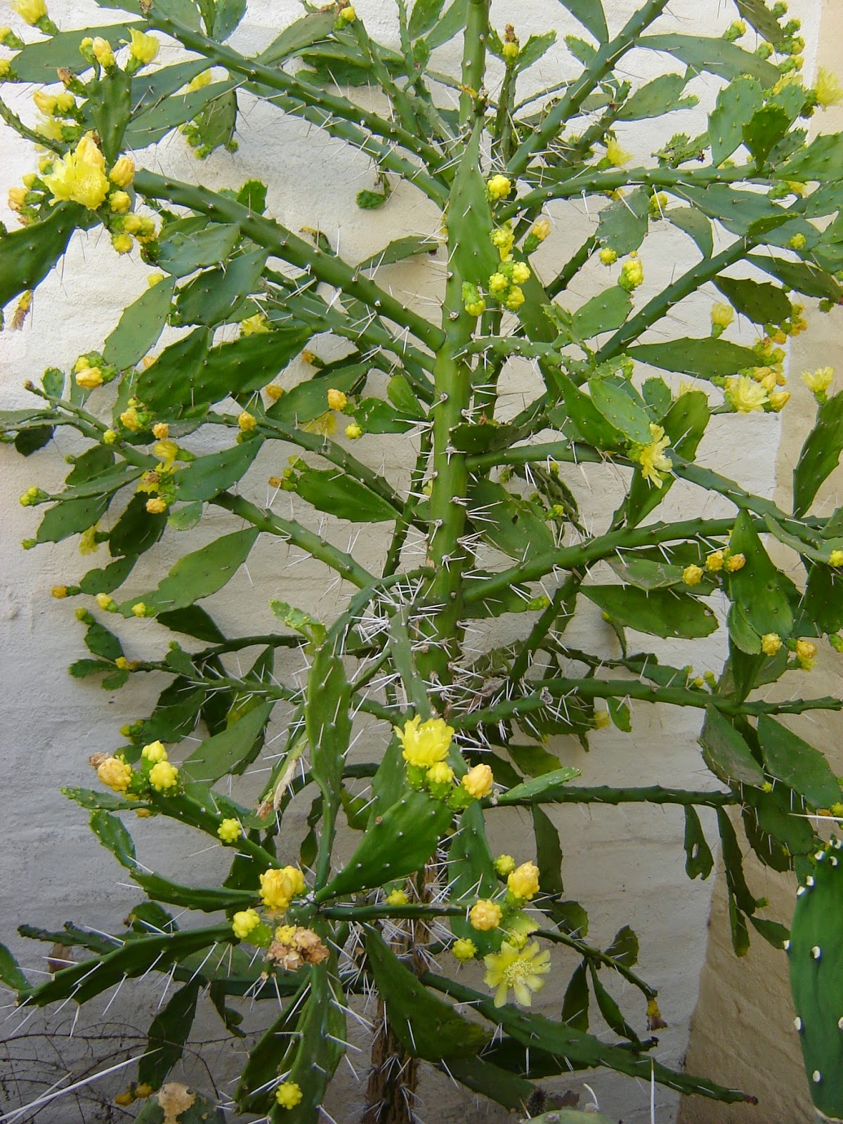 tutuna mituna: Brasilopuntia / Tuna arbórea