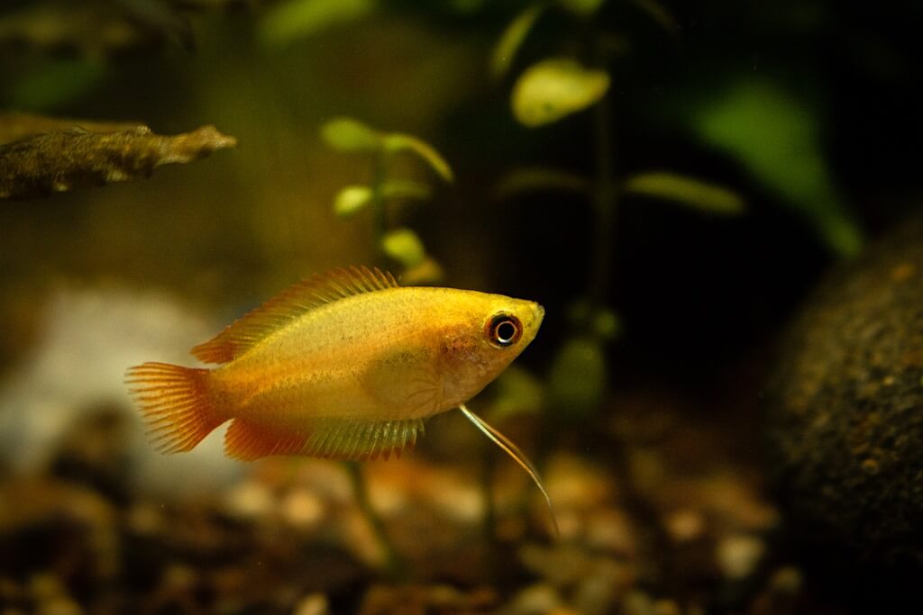 Gambar Ikan Sepat Betina | gudang gambar viral hd