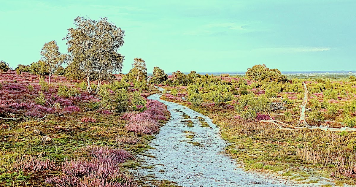 Gert Pape flora en fauna: De Archemerberg - Sallandse Heuvelrug