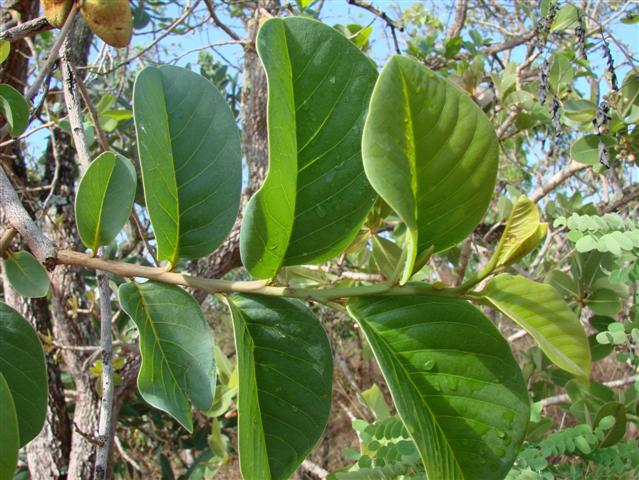 Viver o Cerrado: Araticum - Annona crassiflora