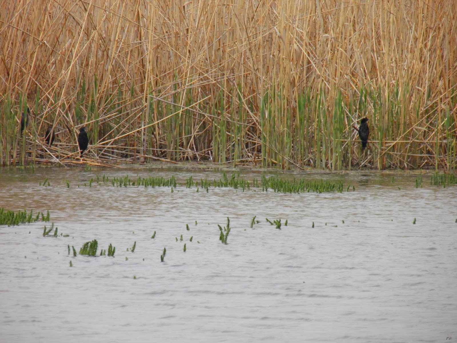 PASARI DIN ROMANIA: CORMORAN MIC, Microcarbo pygmeus