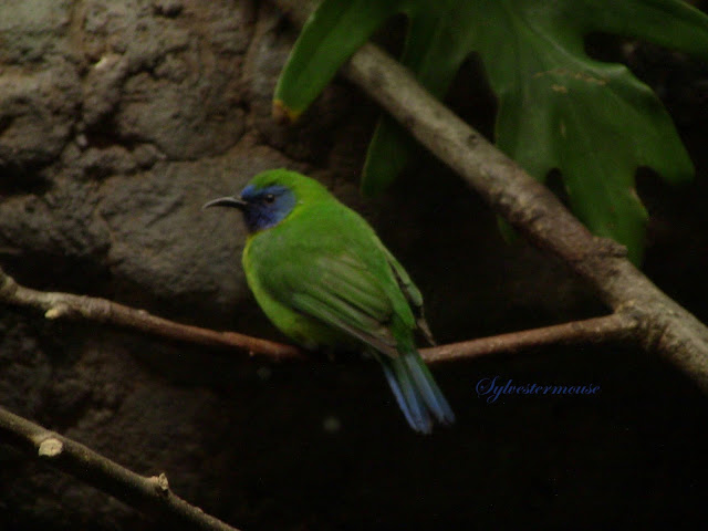 Amazing Wild Animals: Blue Masked Leafbird