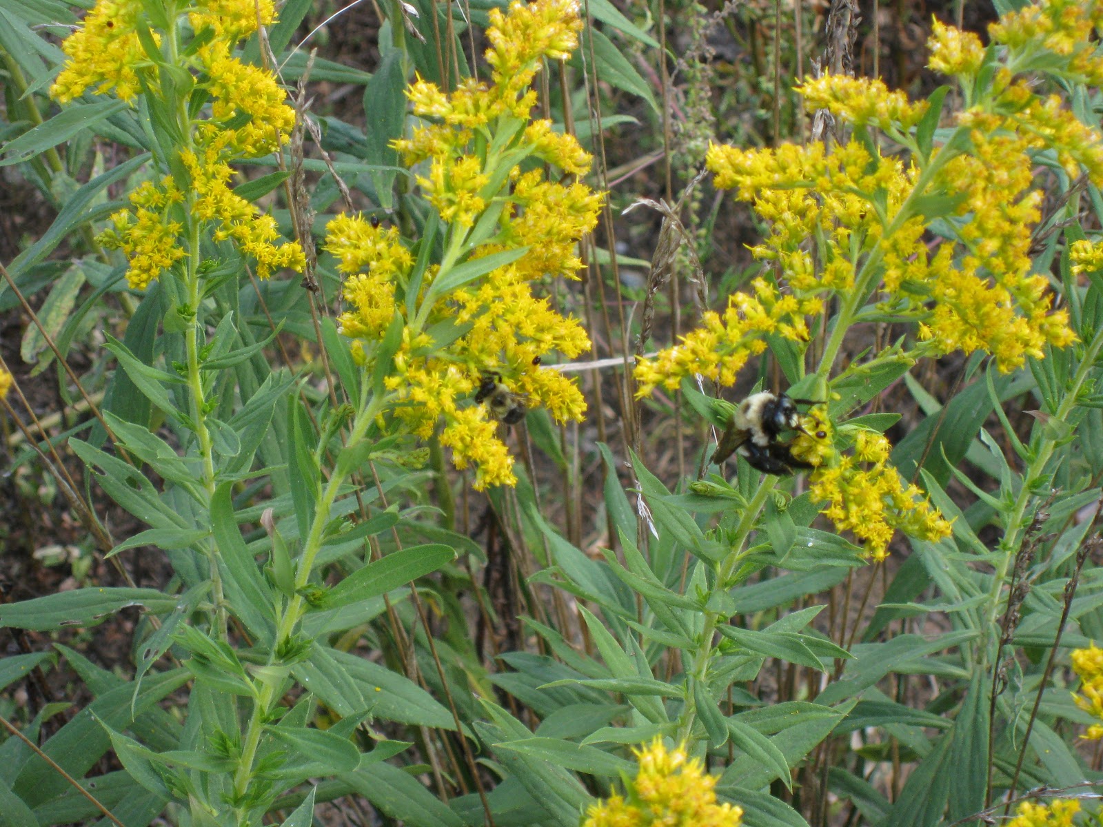 Capital Naturalist by Alonso Abugattas: Goldenrod Safari
