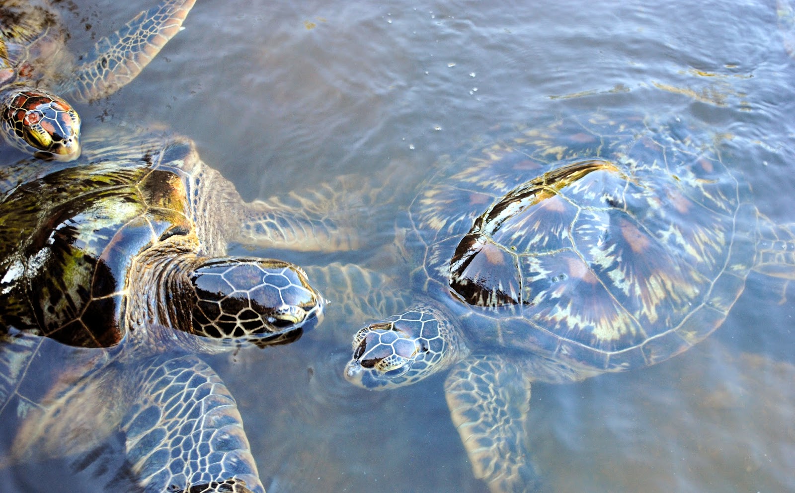 Virtual Information Project: Sea Turtles & Community Conservation