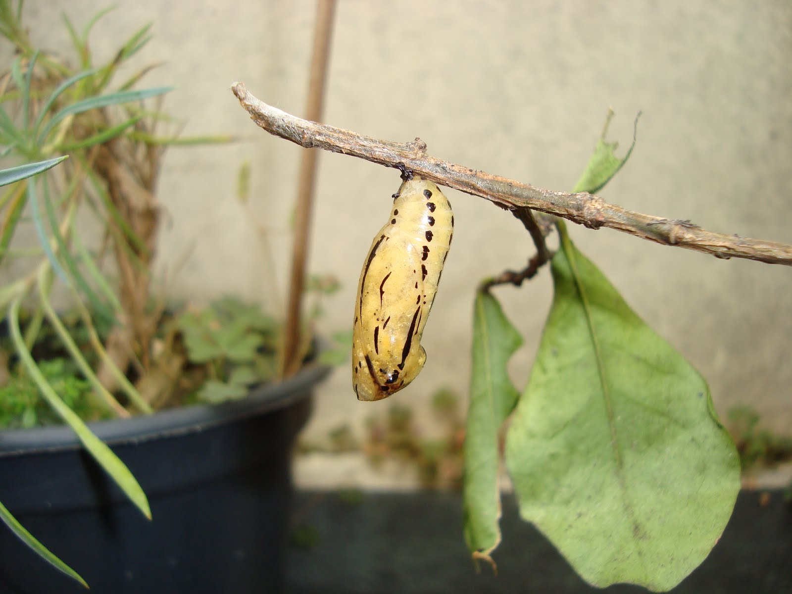 Bicho Paulistano | Salve a Natureza!: Do casulo à borboleta