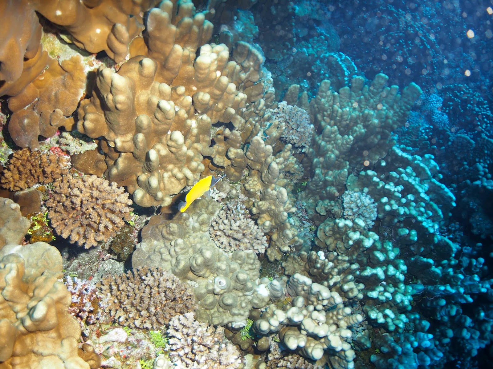 Algae Group Expeditions: A taste of Polynesia: Exploring Easter Island