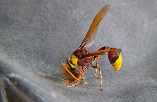 How wasps make nests (9 pics) | Amazing Creatures