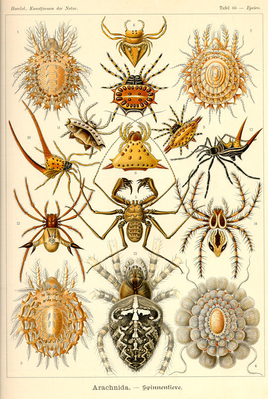 A Billion Tastes And Tunes Ernst Haeckel Part 1 Of 2