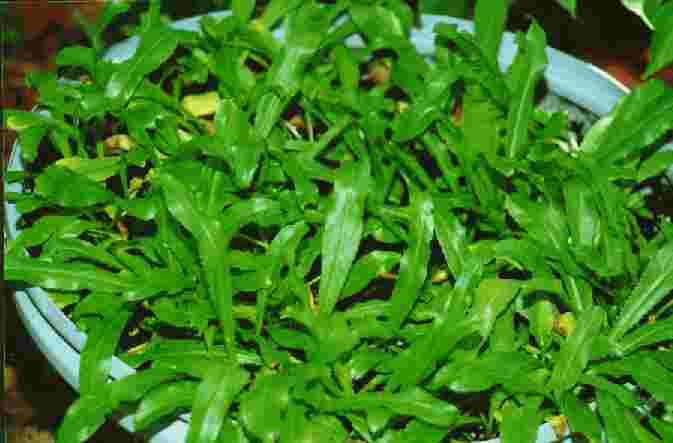 AgroNegocios: El Culantro Coyote,Cilantro Ancho (Eryngium Foetidum ...